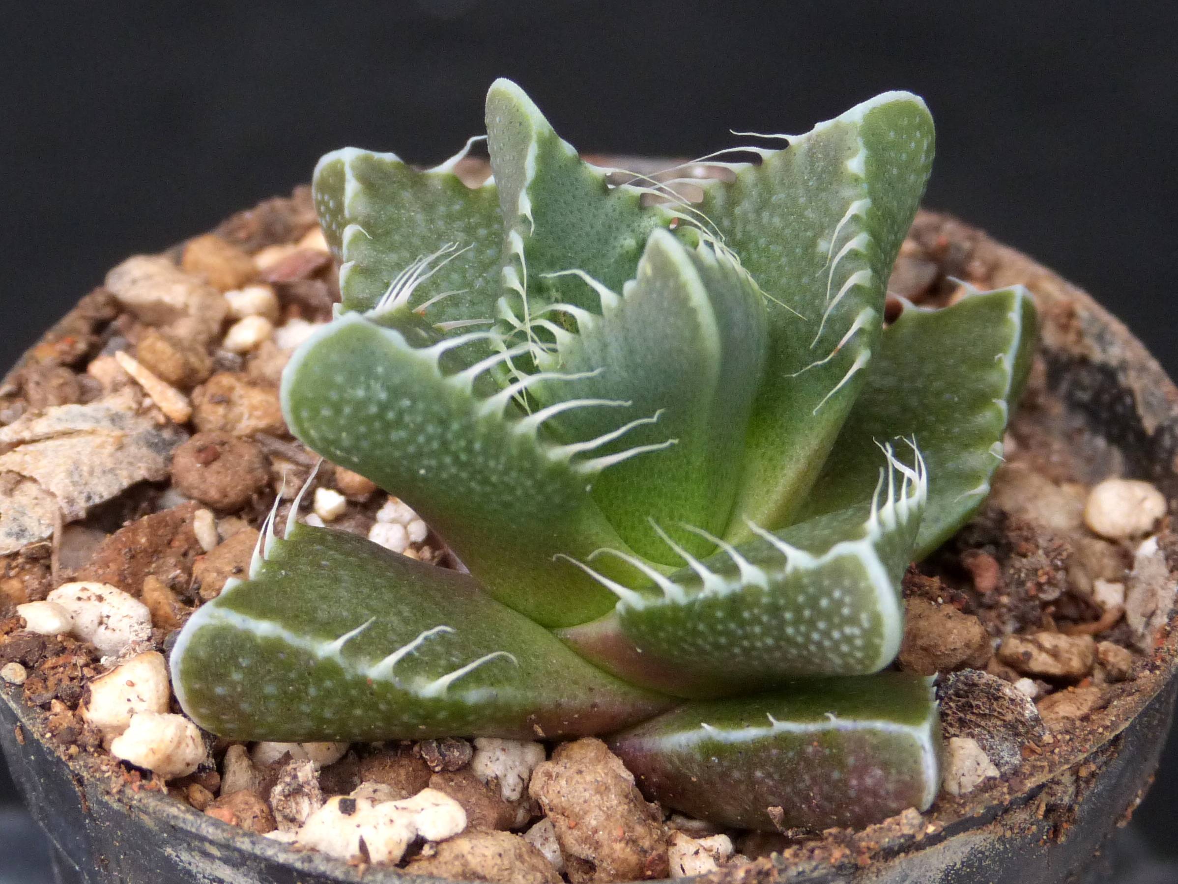 Faucaria spec. - Cactus online shop
