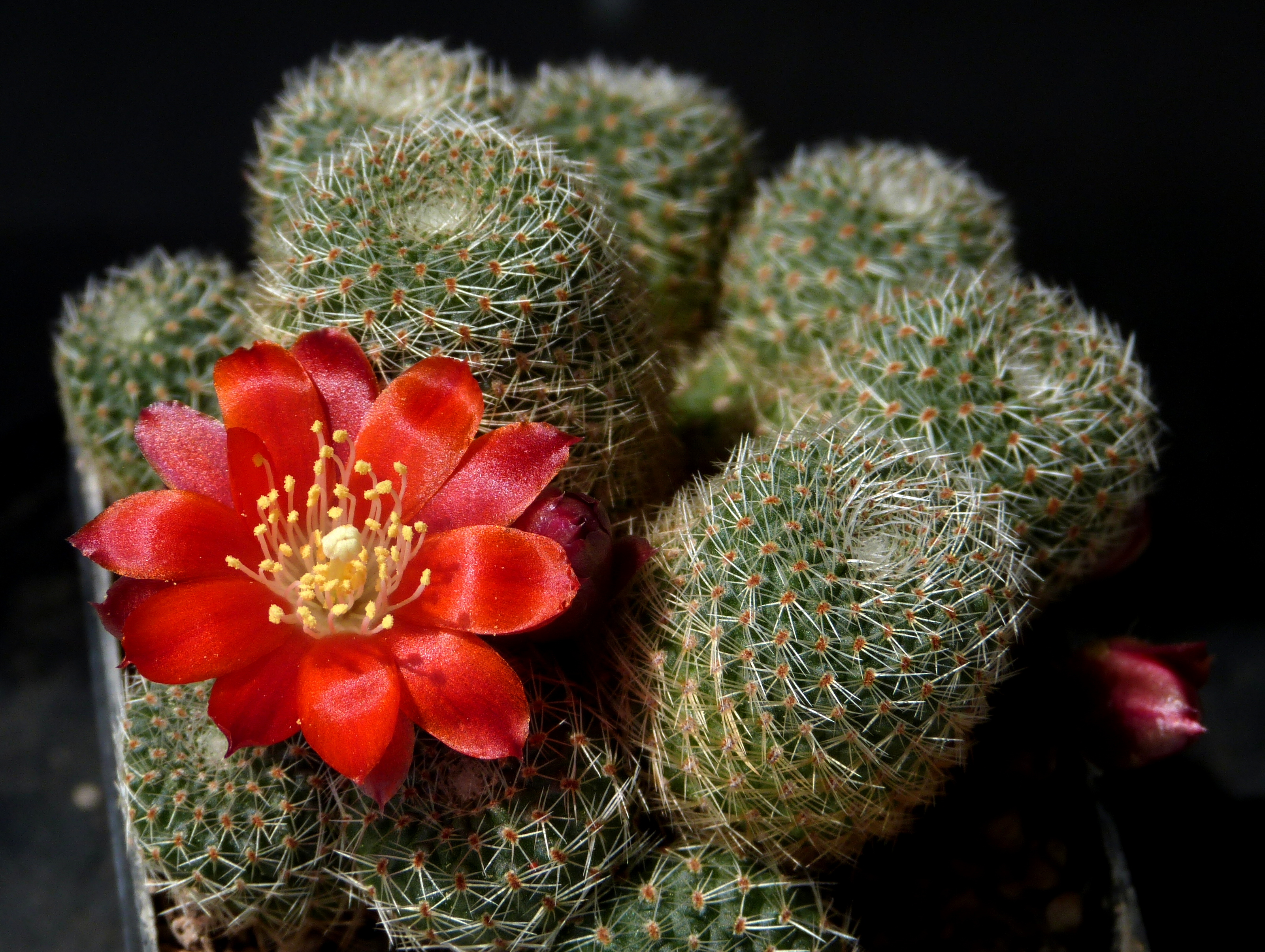 Rebutia heliosa var. teresae KK1925 - Kakteen-Online-Shop