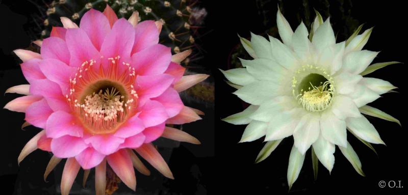Echinopsis Hybrid "Doris" x "white" (seeds) - Cactus online shop